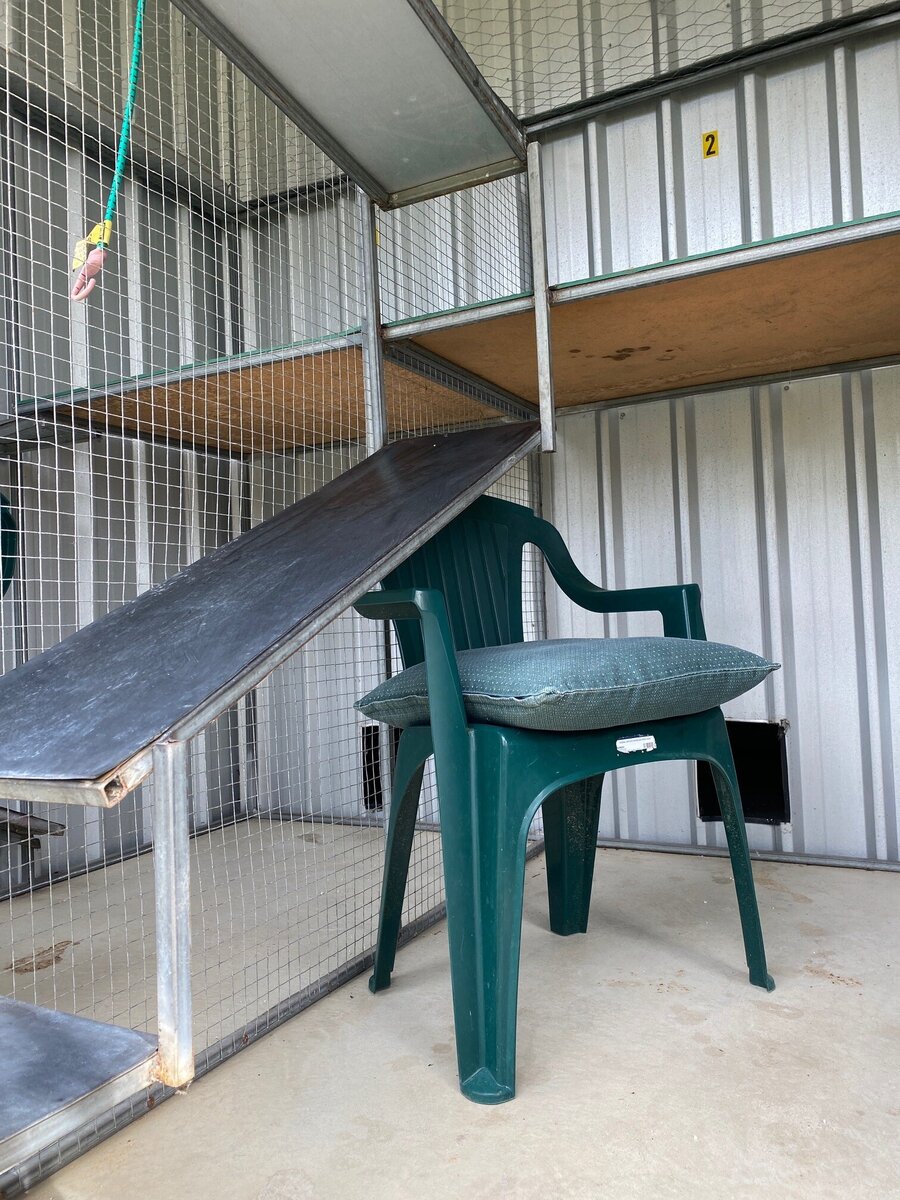 Bushlands Pet Retreat | Cat ramps for seniors